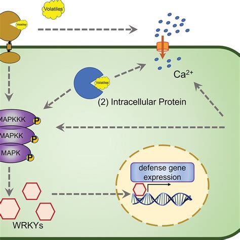 Schematic Representation Of Plant Volatile Perception And Signaling