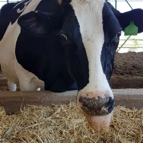 World Record Milking Cow In Israel Leading Global Milk Production