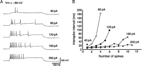 Electrophysiological Properties Of A Neuron With Marked Spike Frequency