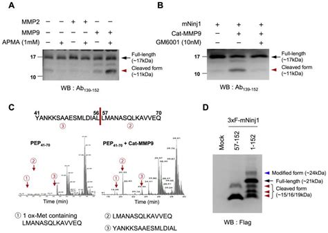 The N Terminal Ectodomain Of Ninjurin1 Liberated By Mmp9 Has