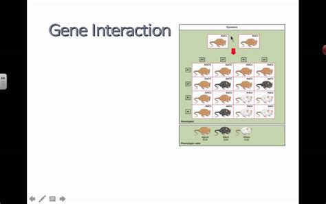 Gene Interaction 2016 Ib Biology Youtube