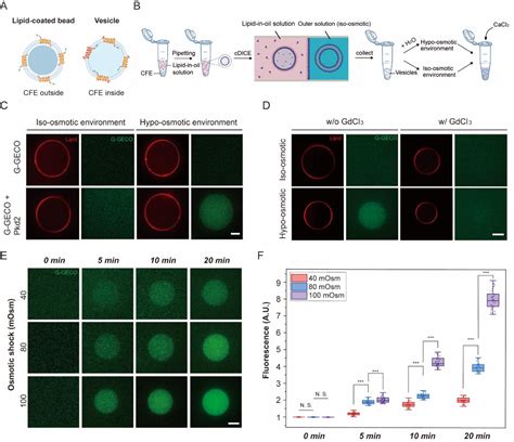 Figure 1 From Membrane Stretching Activates Calcium Permeability Of