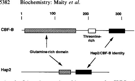 Figure 5 From The B Subunit Of A Rat Heteromeric Ccaat Binding