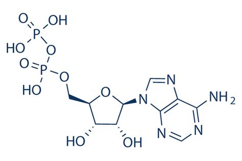 Adp Molecule Diagram Labeled What Is Atp Biology Wise It Consists