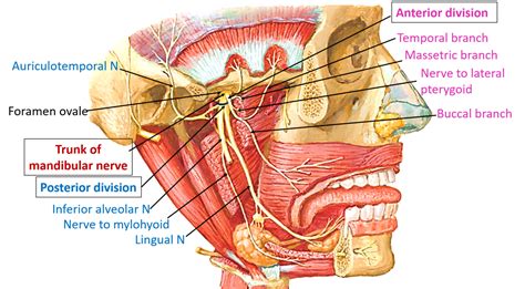 Mandibular Nerve