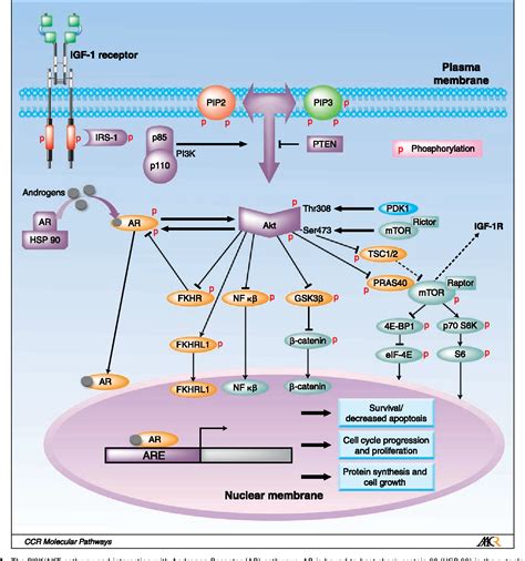 Figure 1 From Targeting The Pi3k Akt Pathway For The Treatment Of