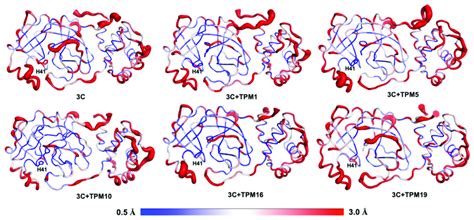 Conformational Plasticity Of 3cl Pro And 3cl Pro Tpm Complexes The