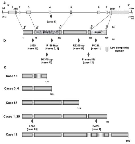 Characterization Of Runx1 Mutations In Cmml Patients A Genomic