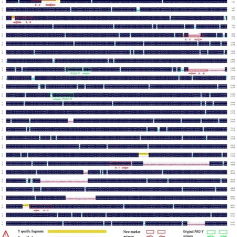 genomic walking process and sequence confirmation of y linked marker