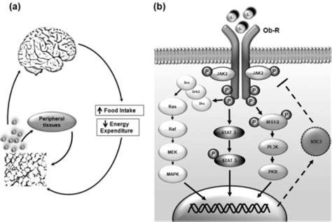 Leptin Signal Transduction A Peripheral Action Of Lep Open I