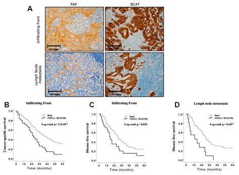 Altered Expression Of Fibroblast Activation Protein α Fap In