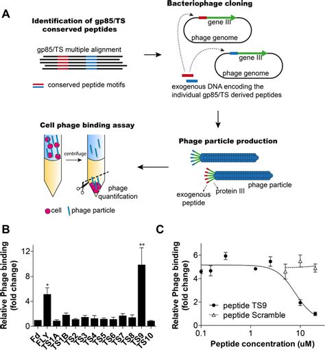 Screening Of Peptides By Phage Display A Flowchart Summarizing The