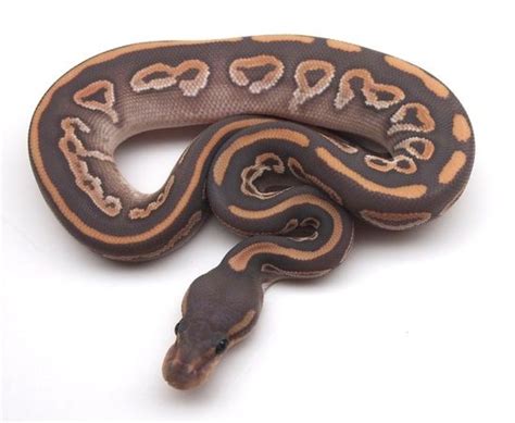 black pastel mojave orange ghost 100 het genetic stripe ball python
