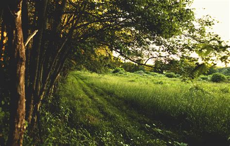 Wallpaper Greens Summer Grass Trees For Mobile And Desktop Section