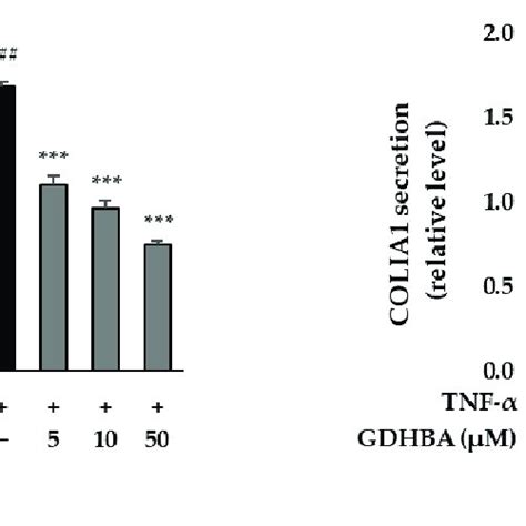 Effect Of Gdhba On Mmp 1 A And Colia1 B Secretion In Tnf α