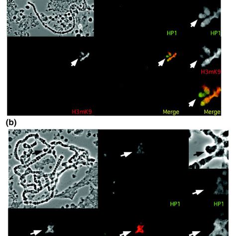 Immunofluorescent Staining Of The Polytene Chromosomes Polytene