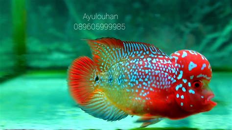 Ikan Louhan Kamfa Free Marking F2 Import Youtube