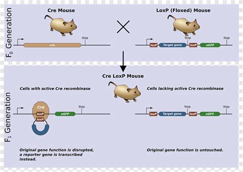 Cre Lox Recombination Cre Recombinase Gene Knockout Genetic