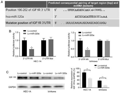 Mir 320a Directly Targets Igf 1r And Downregulates Igf 1r Protein