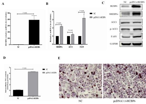 Hcbp6 Upregulates Srebp1c Expression And Promotes Tg Synthesis In Hepg2