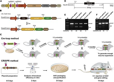 Crispr Mediated Rapid Generation Of Neural Cell Specific Knockout Mice