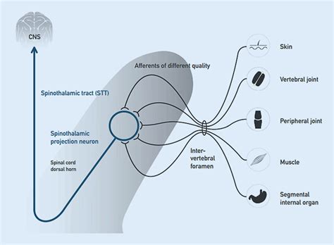 8 Afferents From Different Tissues Converge On A Dorsal Horn Neuron