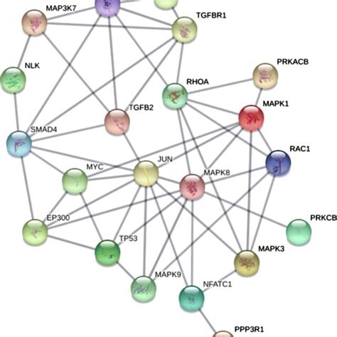 Protein Protein Interactions Between Mirna Target Gene Interactions