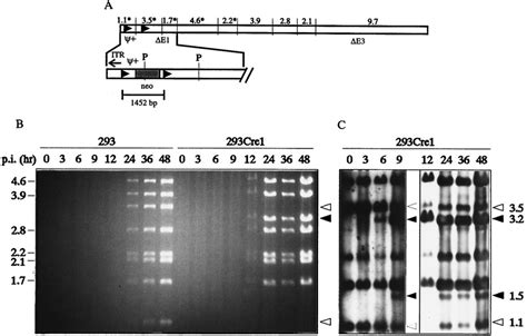 Structure Of Adlc8 And Analysis Of Cre Mediated Excision Of The Loxp