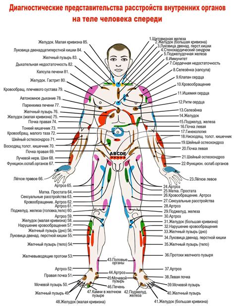 Внутренние органы человека схема расположения у женщин с названиями и