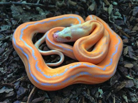 purple platty motley glowing stunner reticulated python