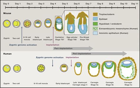 New Insights Into Early Human Development Lessons For Stem Cell