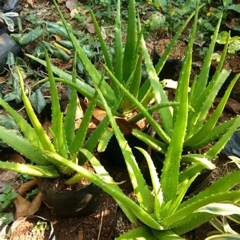 Tanaman Lidah Buaya Aloe Vera Tanaman Berkasiat Lazada Indonesia