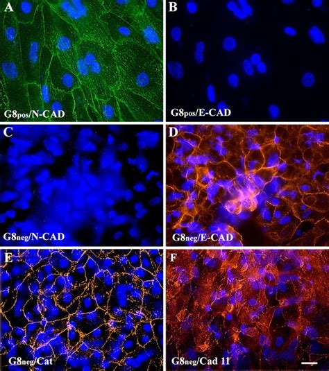 Immunofluorescence Localization Of Cadherins And β Catenin In G8pos And