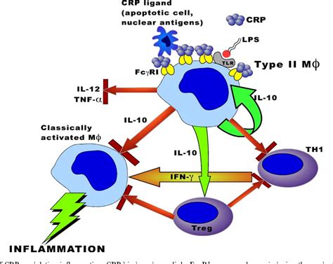 C Reactive Protein Ligands Receptors And Role In Inflammation