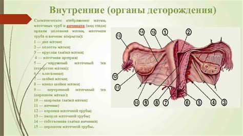 Женская половая система Женские половые органы делят