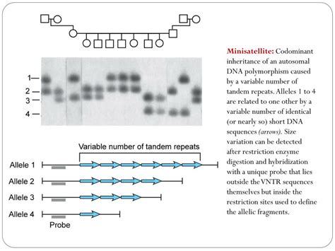 ppt dna structure and genetic variation powerpoint