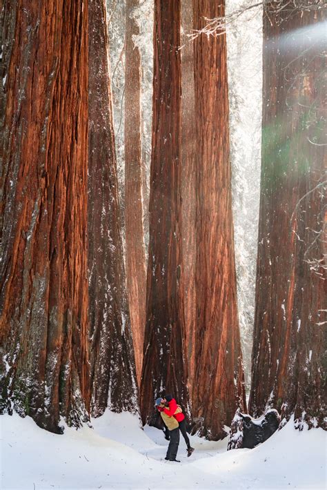 20 Helpful Things To Know About Sequoia National Park In Winter