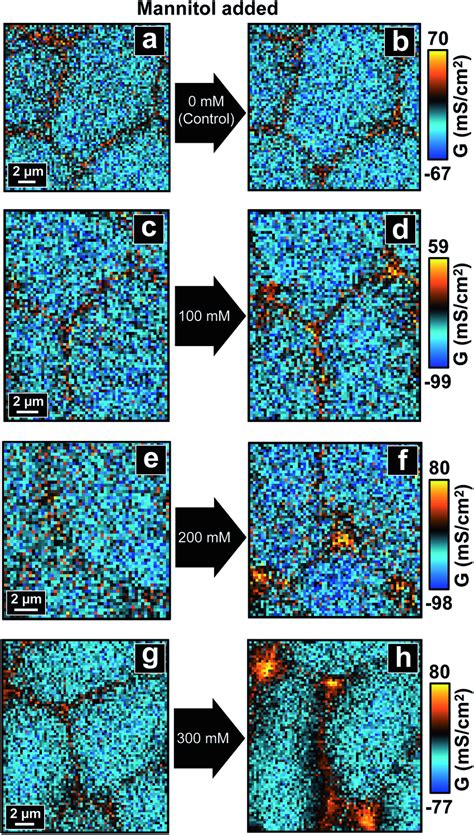 P Sicm Conductance Maps Of Mdckii Cells Before A C E And G And