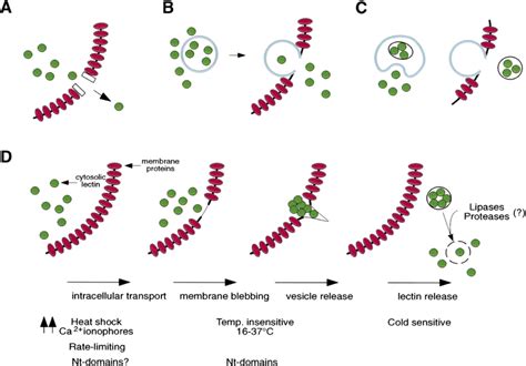 Vesicular And Non Vesicular Schemes For Secretion Of Cytosolic