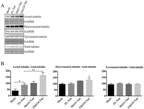 Gln124 Tau Increases α Tubulin Acetylation And Detyrosination A