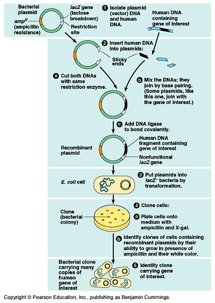 Gene Cloning Steps Involved In Gene Cloning Online Biology Notes