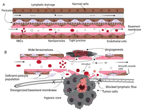 Applied Sciences Free Full Text Polymeric Nanoparticles—tools In A