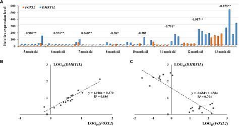 Frontiers Foxl2 And Dmrt1l Are Yin And Yang Genes For Determining