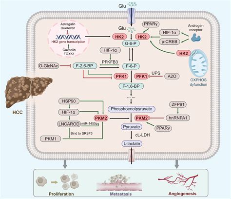 Multifaceted Roles Of Aerobic Glycolysis And Oxidative Phosphorylation
