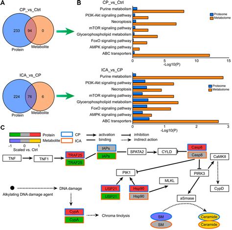 Frontiers Integrative Proteomics And Metabolomics Approach To