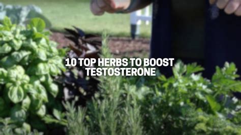 10 Top Herbs That Boost Testosterone Levels Great Green Wall