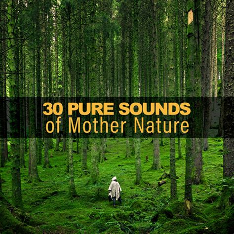 Journey Through The Forest Música E Letra De Mother Earth Sounds