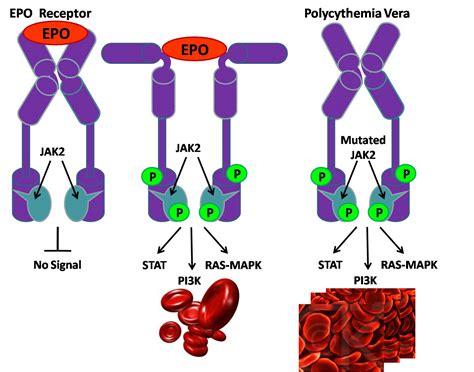 Janus Kinase 2 Jak2