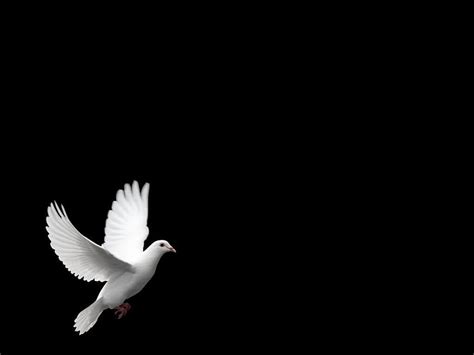 White Dove White Dove White [] は、モバイル And タブレット用です。 白鳩を探検。 鳩、白いガジェット 高画質の
