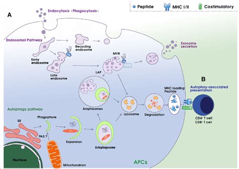 Schematic Diagram Of The Interplay Between The Autophagy Lysosomal And